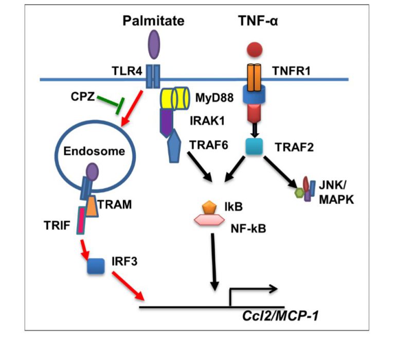 Irf3 Is A Key Regulator Of Metabolic Inflammation, Insulin Resistance ...