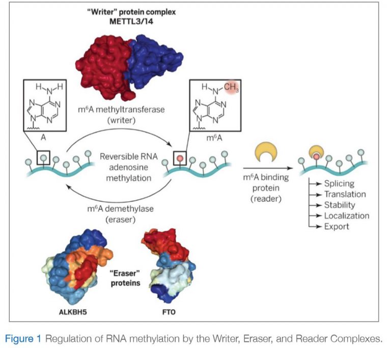 Epigenetics And Epitranscriptomics - DDI