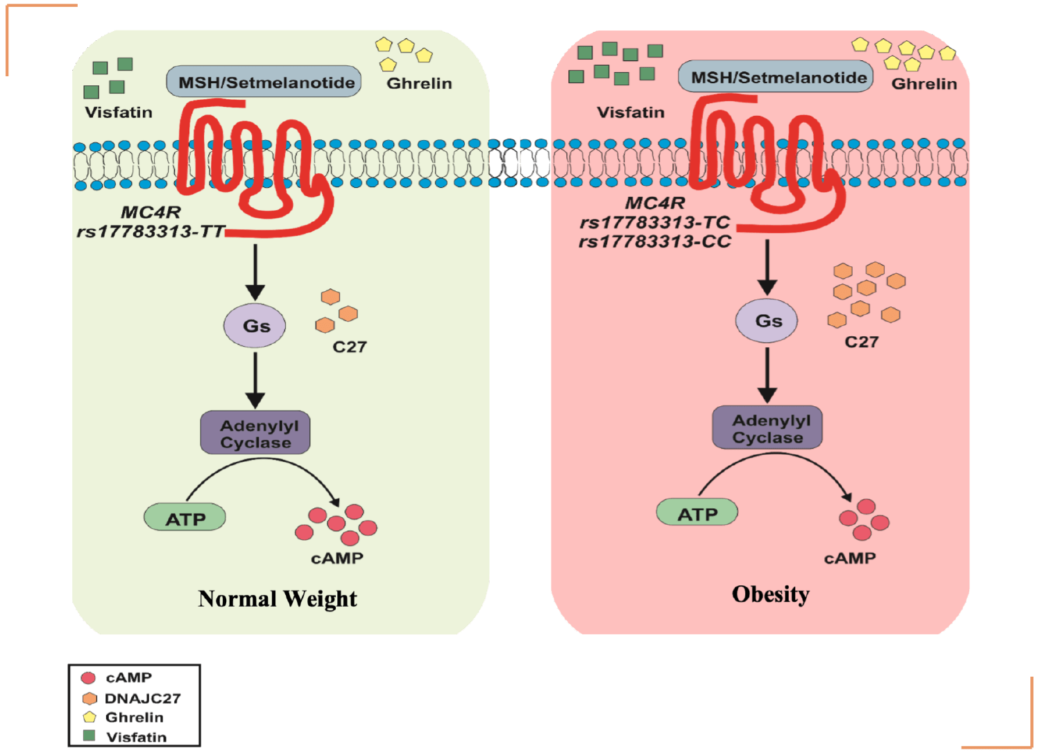 Scientists at DDI discover a mutation in the kuwaiti population that causes obesity - DDI