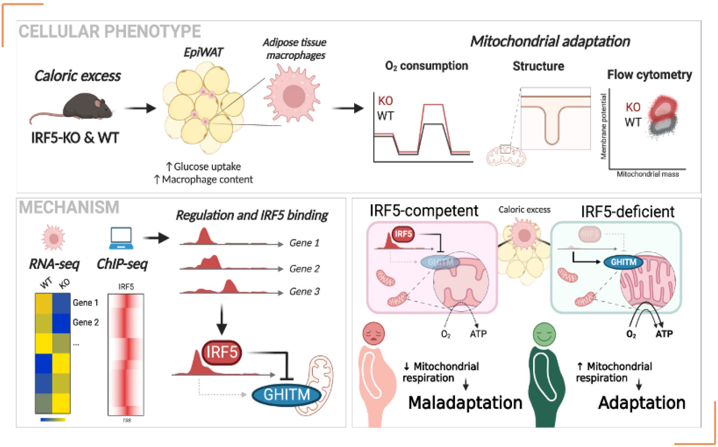 Early Macrophage response to obesity encompasses IRF5-regulated ...