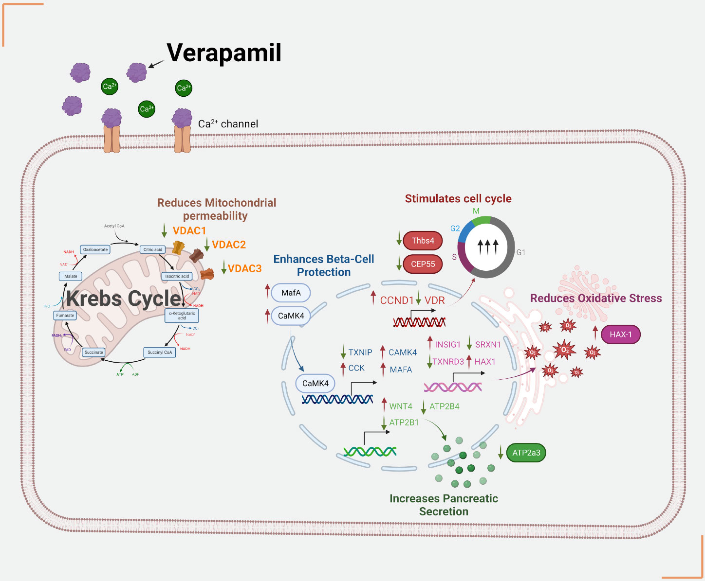 DDI Researchers found that Verapamil has Cytoprotective effects on ...