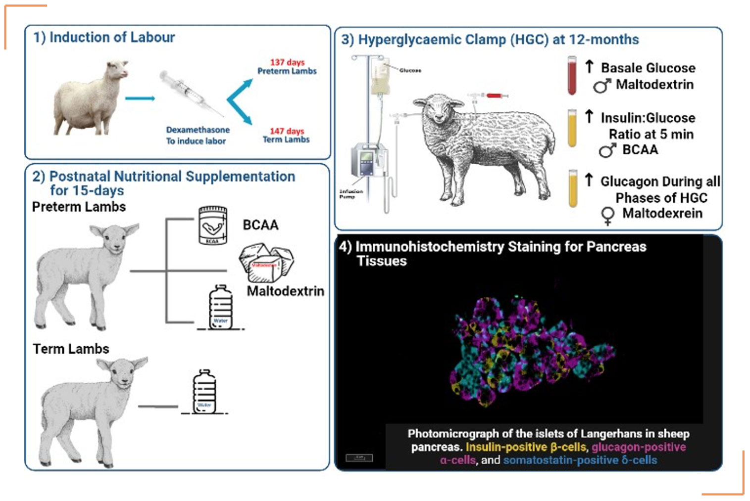 Preterm Births have sex-specific effects on Pancreatic development and ...